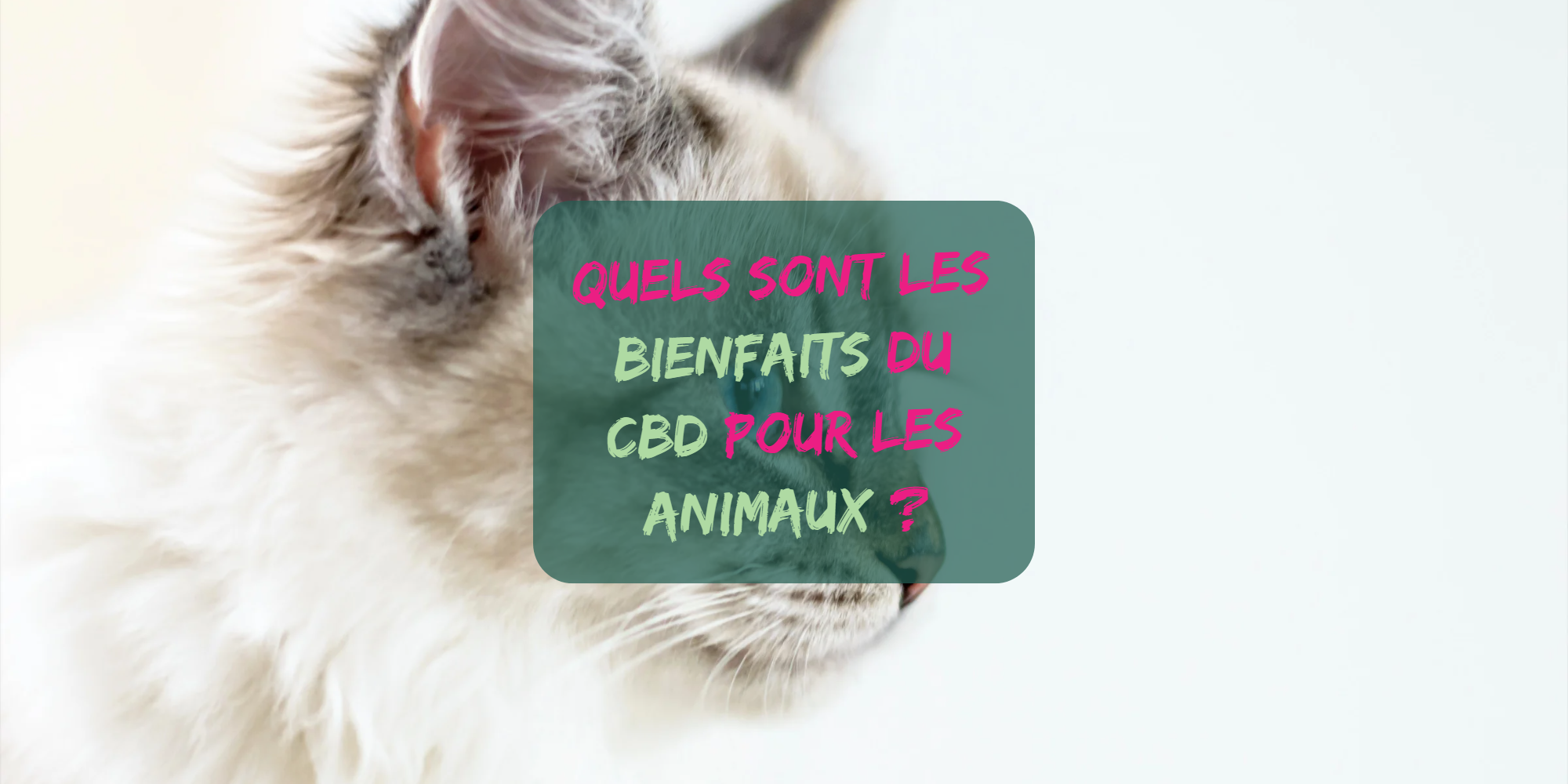 Le CBD pour les animaux - Love CBD